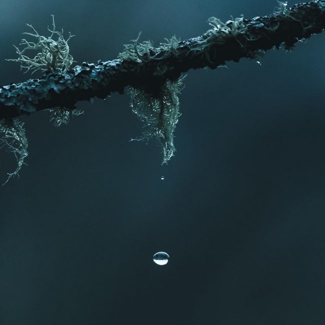 Breathtaking Moody And Mysterious Forest Photography By Dylan Furst ...