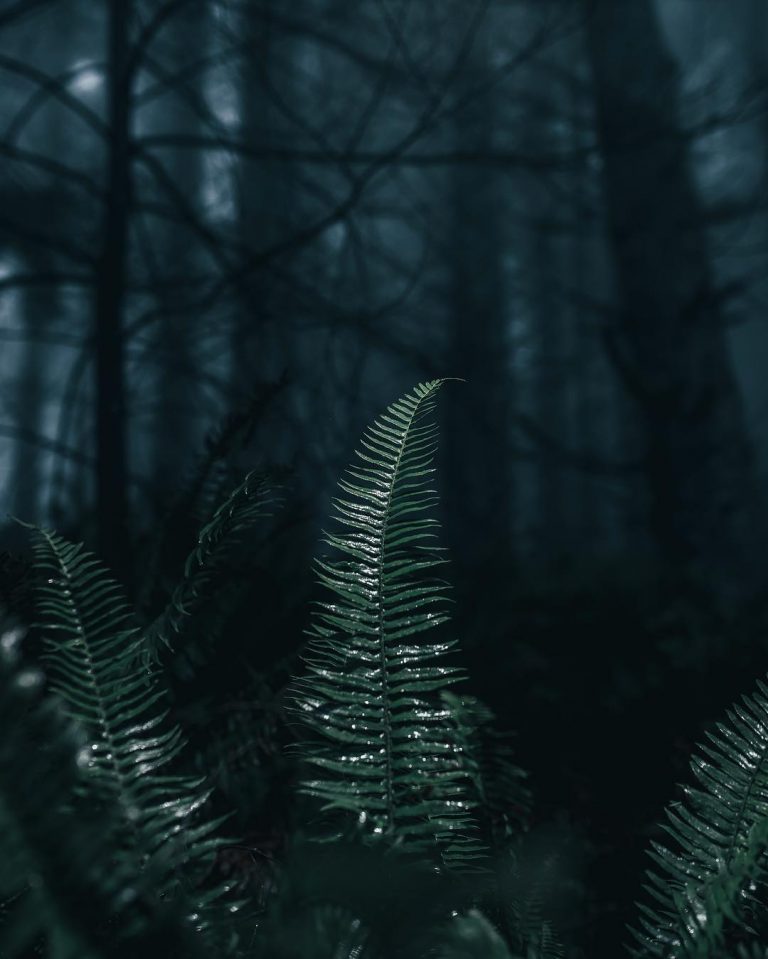 Breathtaking Moody And Mysterious Forest Photography By Dylan Furst ...