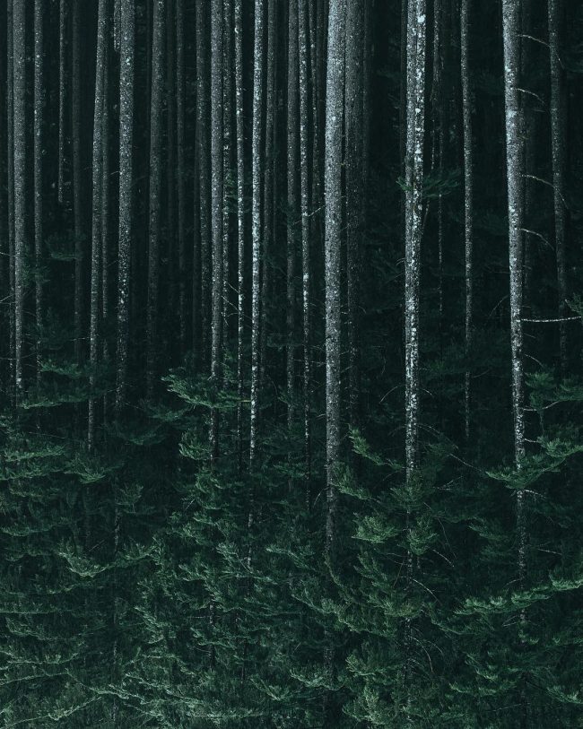 Breathtaking Moody And Mysterious Forest Photography By Dylan Furst ...