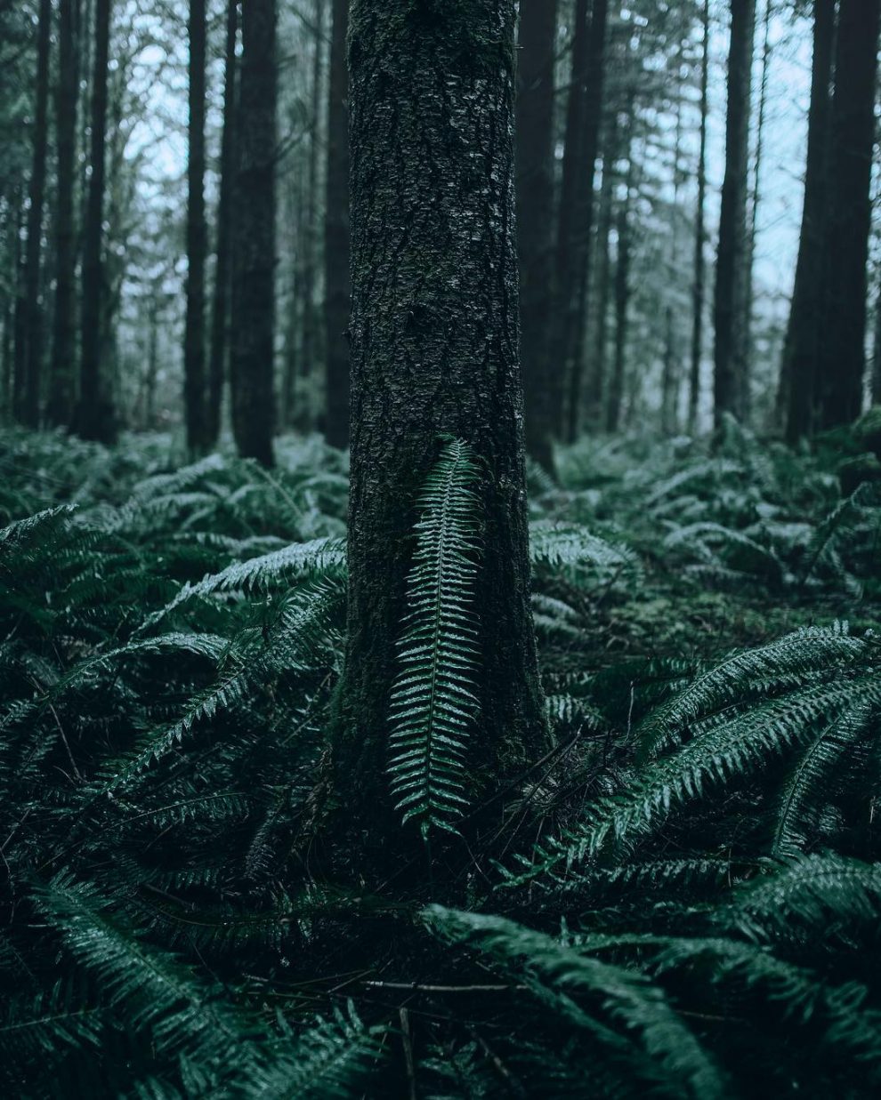 Breathtaking Moody And Mysterious Forest Photography By Dylan Furst ...