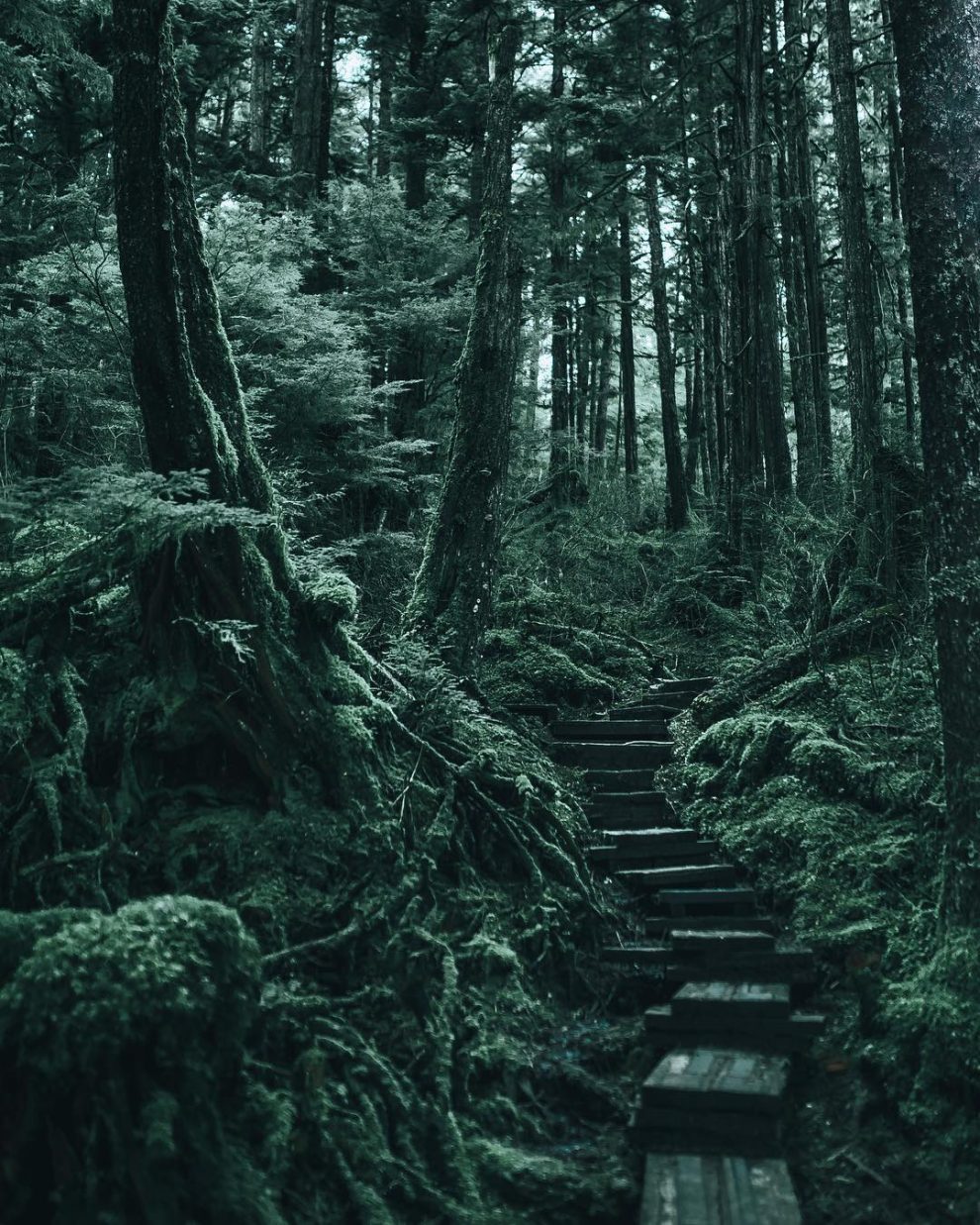 Breathtaking Moody And Mysterious Forest Photography By Dylan Furst ...