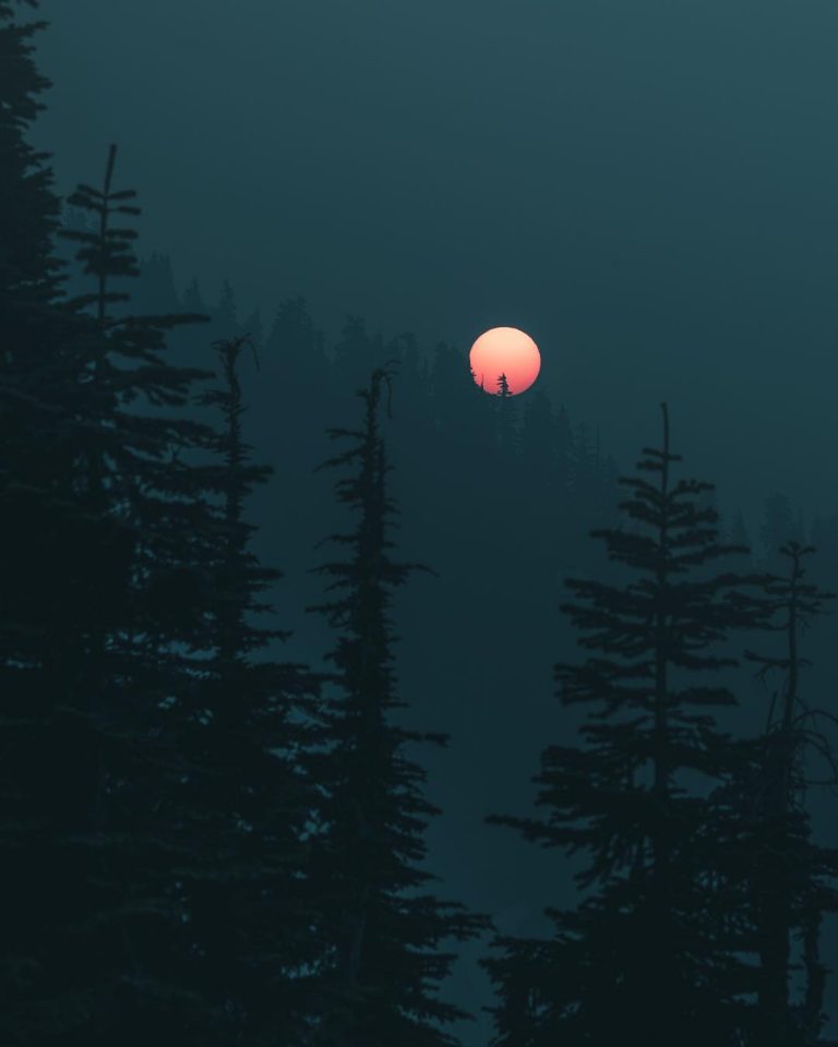 Breathtaking Moody And Mysterious Forest Photography By Dylan Furst ...