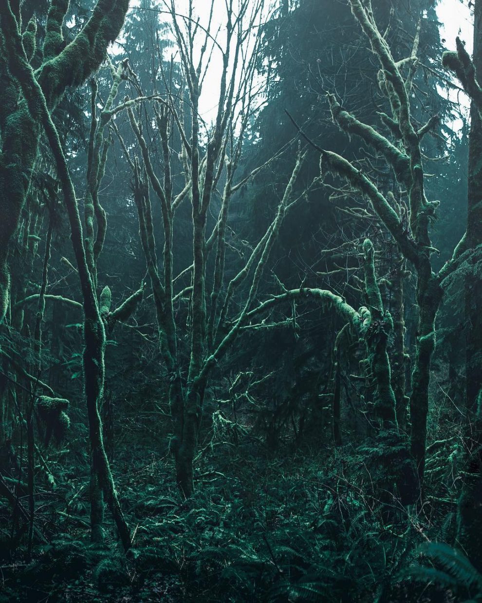 Breathtaking Moody And Mysterious Forest Photography By Dylan Furst ...
