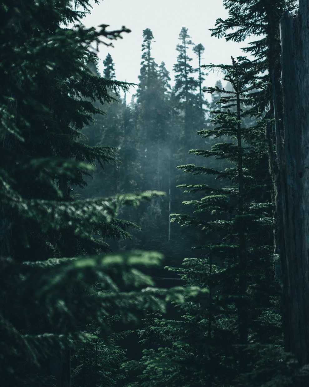 Breathtaking Moody And Mysterious Forest Photography By Dylan Furst ...