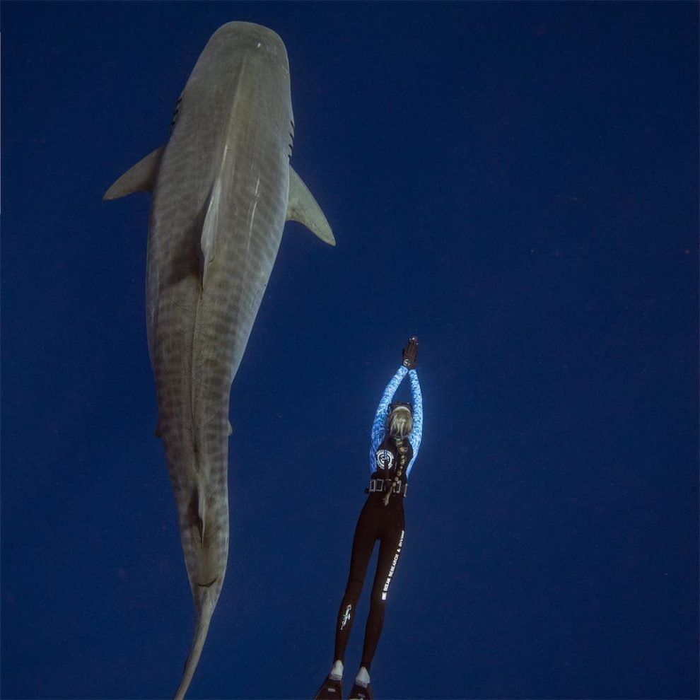 “Dancing With Sharks”: Incredible Underwater Photography By Juan ...