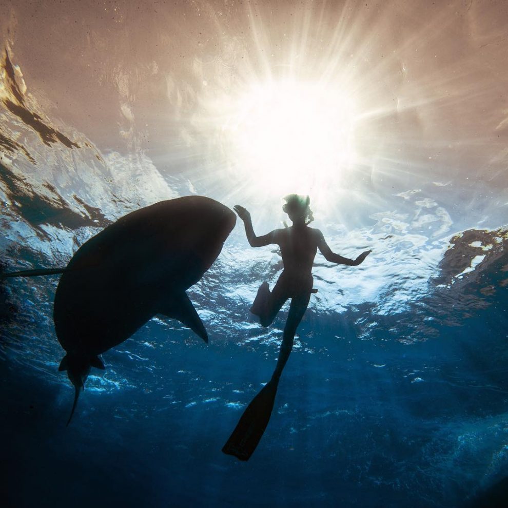 “Dancing With Sharks”: Incredible Underwater Photography By Juan ...