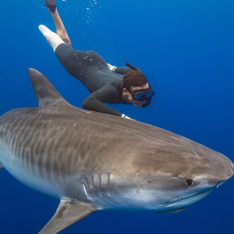 “Dancing With Sharks”: Incredible Underwater Photography By Juan ...