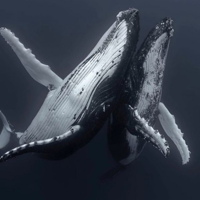 “Dancing With Sharks”: Incredible Underwater Photography By Juan ...