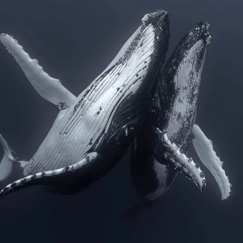 “Dancing With Sharks”: Incredible Underwater Photography By Juan ...