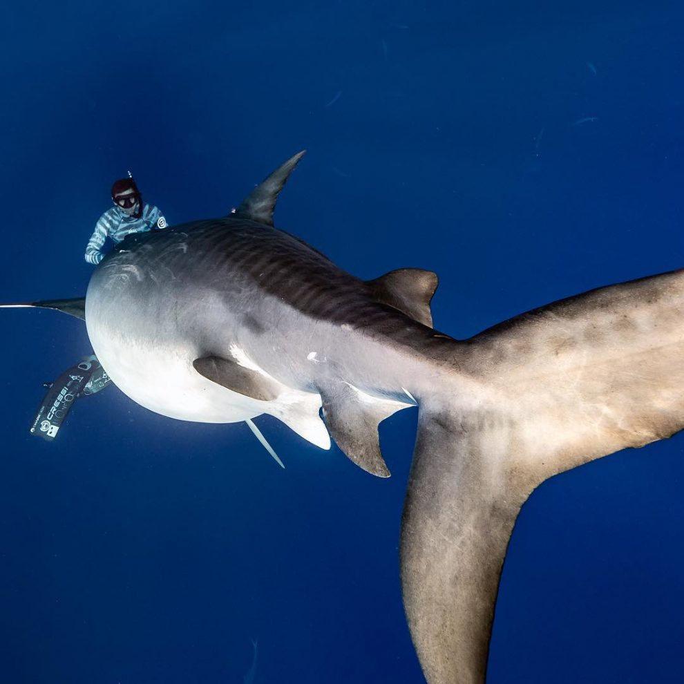 “Dancing With Sharks”: Incredible Underwater Photography By Juan ...