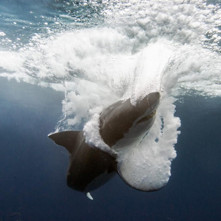 “Dancing With Sharks”: Incredible Underwater Photography By Juan ...