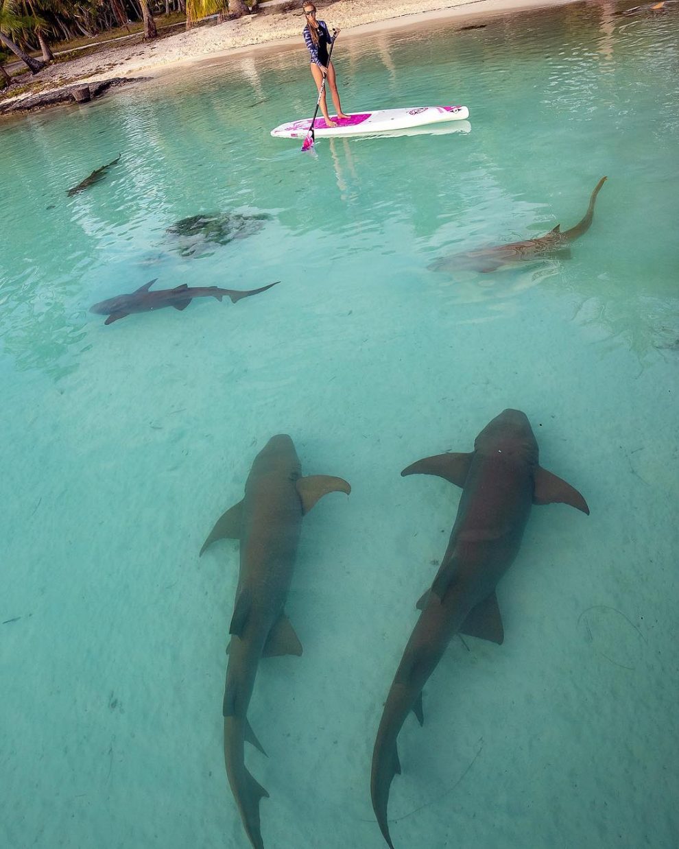 “Dancing With Sharks”: Incredible Underwater Photography By Juan ...