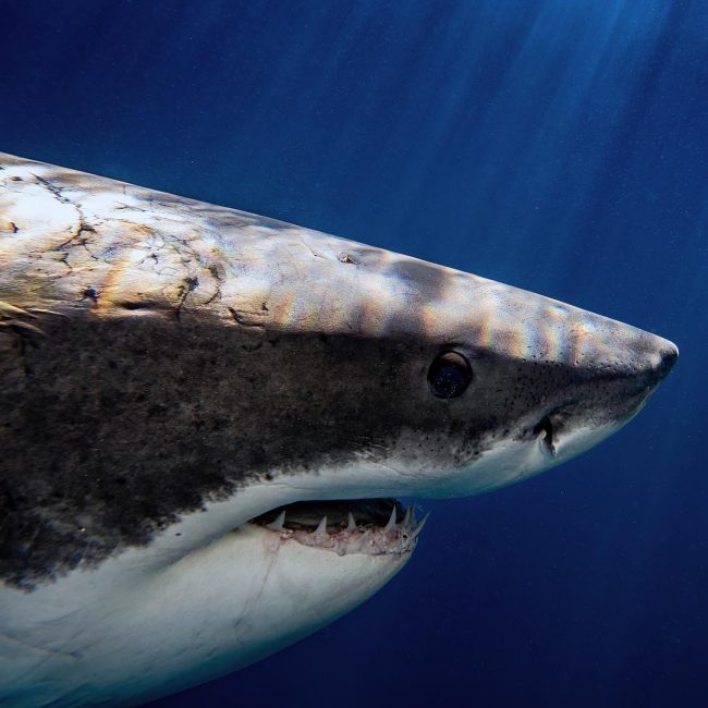 “Dancing With Sharks”: Incredible Underwater Photography By Juan ...