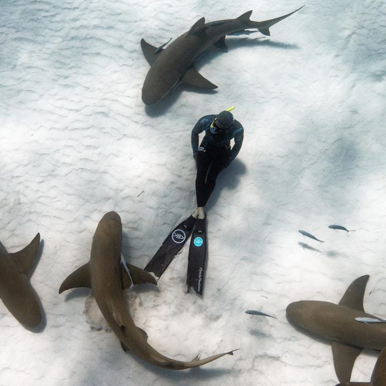 “Dancing With Sharks”: Incredible Underwater Photography By Juan ...