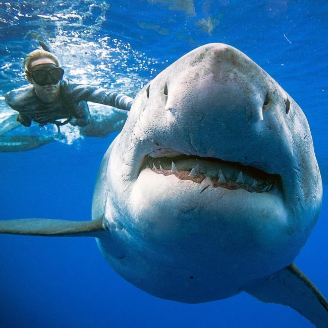 “Dancing With Sharks”: Incredible Underwater Photography By Juan ...