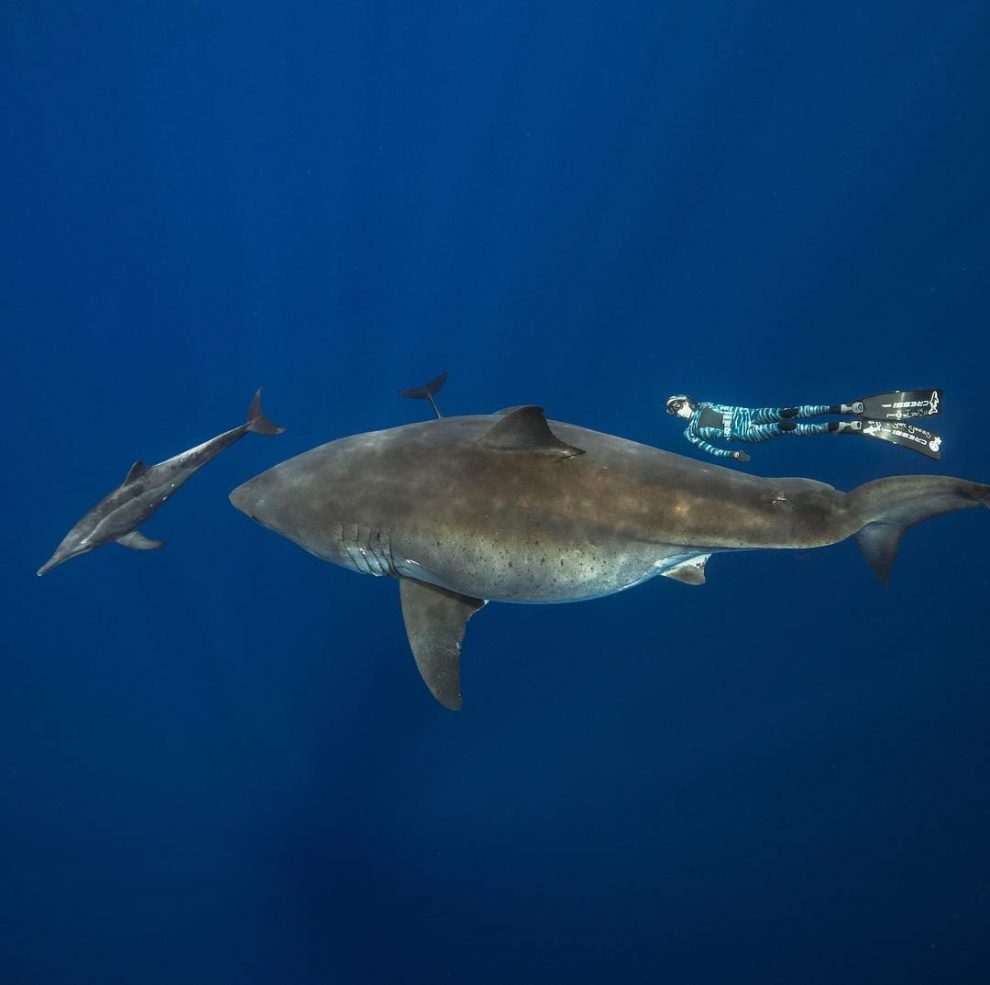 “Dancing With Sharks”: Incredible Underwater Photography By Juan ...