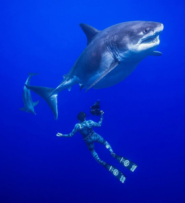 “Dancing With Sharks”: Incredible Underwater Photography By Juan ...