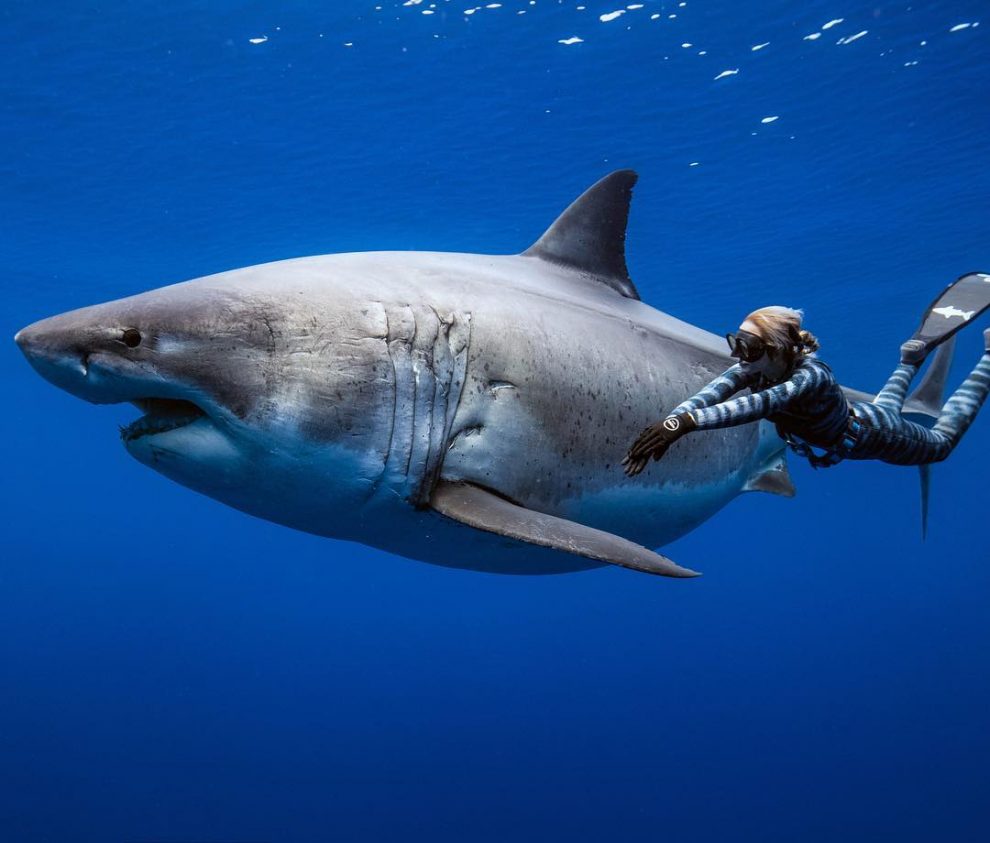 “Dancing With Sharks”: Incredible Underwater Photography By Juan ...
