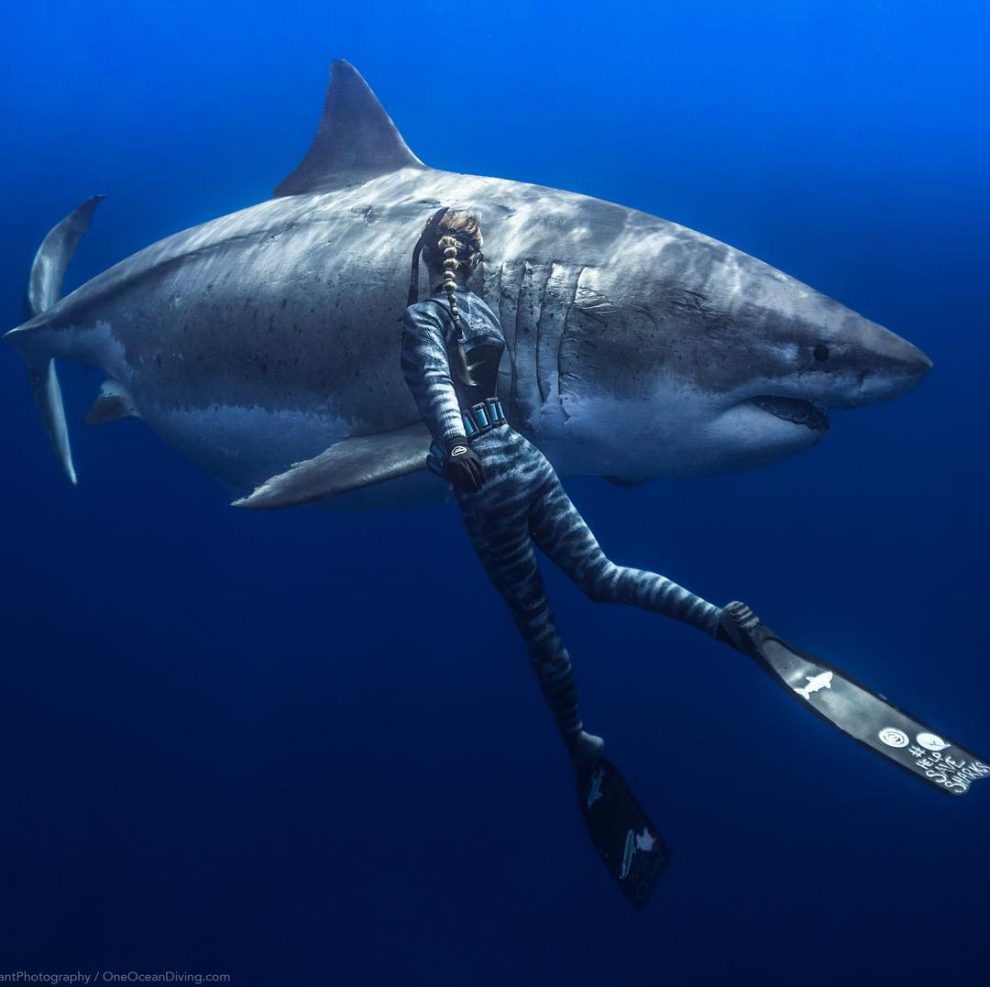 “Dancing With Sharks”: Incredible Underwater Photography By Juan ...
