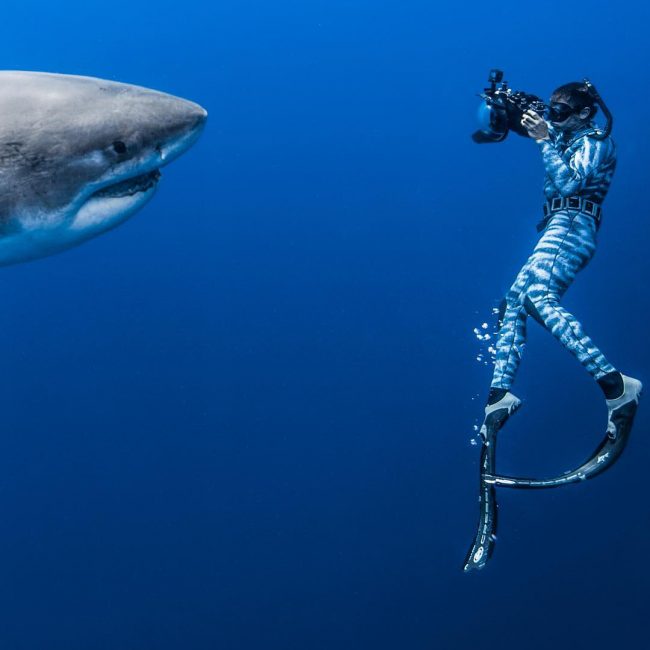“Dancing With Sharks”: Incredible Underwater Photography By Juan ...