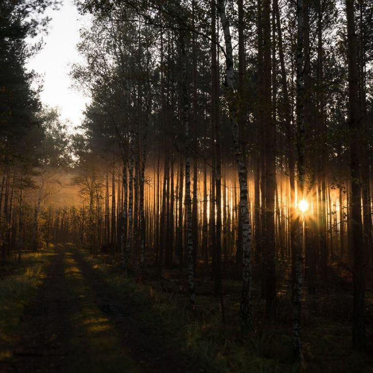 Photographer Jakub Wencek Explores The Forests Of Poland To Capture ...