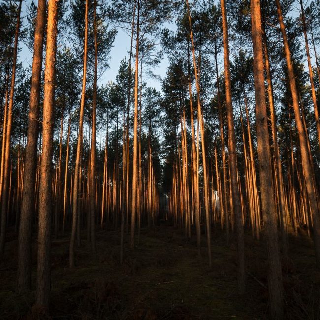 Photographer Jakub Wencek Explores The Forests Of Poland To Capture ...
