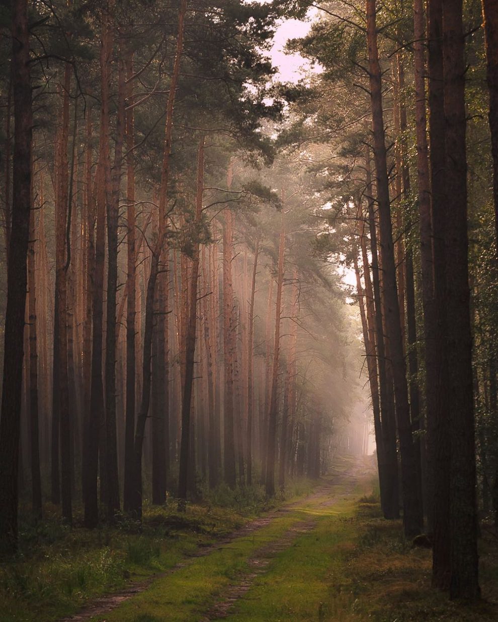 Photographer Jakub Wencek Explores The Forests Of Poland To Capture ...
