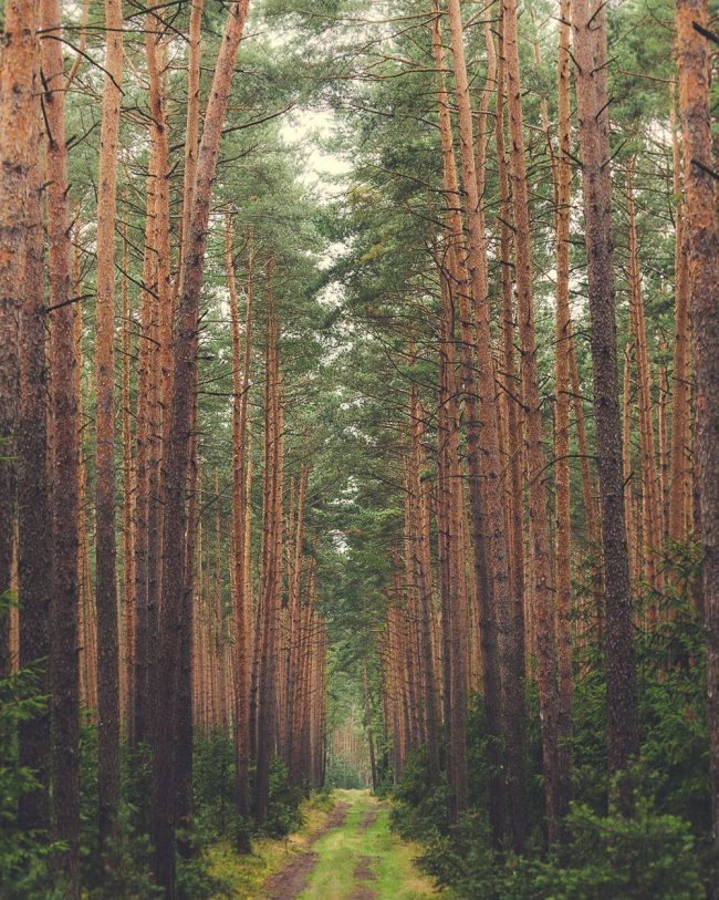 Photographer Jakub Wencek Explores The Forests Of Poland To Capture ...