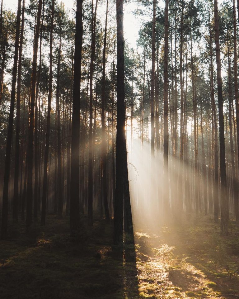 Photographer Jakub Wencek Explores The Forests Of Poland To Capture ...