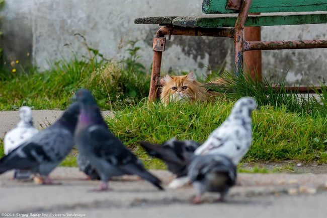 A Hunting Story Full Of Drama: A Day In The Life Of Barsik The Cat ...