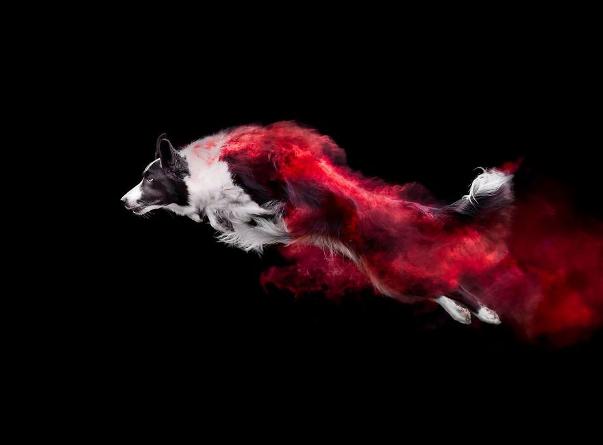 Photographer Tossed Powder On Some Dogs, And The Result Turned Out ...