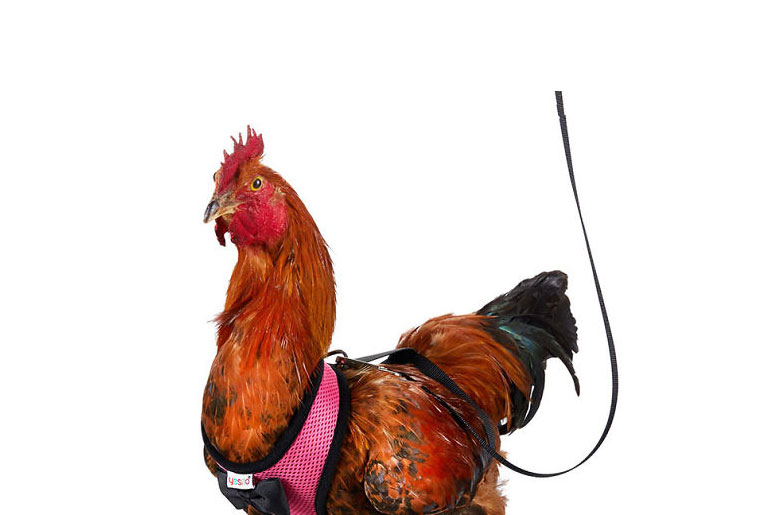 Amazon Is Selling Chicken Harnesses That Help Your Chicken Cross The ...
