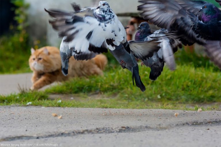 A Hunting Story Full Of Drama: A Day In The Life Of Barsik The Cat ...