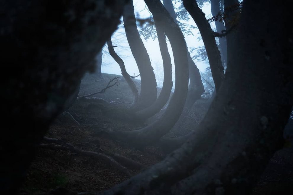 Italian Photographer Captures The Magical Beauty Of The Forest From The ...