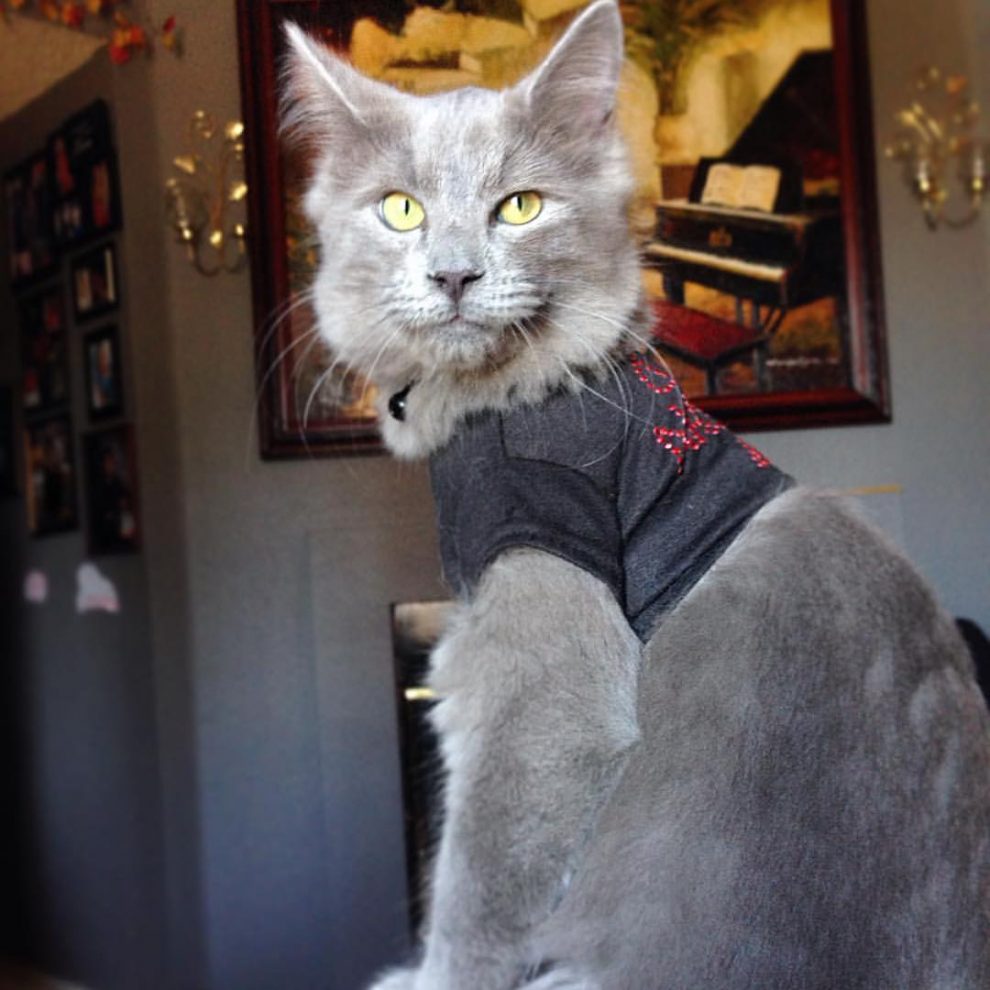 Nothing To See Here, Just Some Photos Of Cats Wearing Metal Battle ...