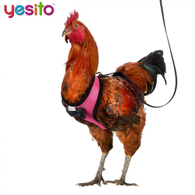 Amazon Is Selling Chicken Harnesses That Help Your Chicken Cross The ...