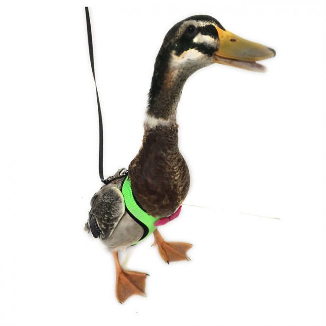 Amazon Is Selling Chicken Harnesses That Help Your Chicken Cross The ...