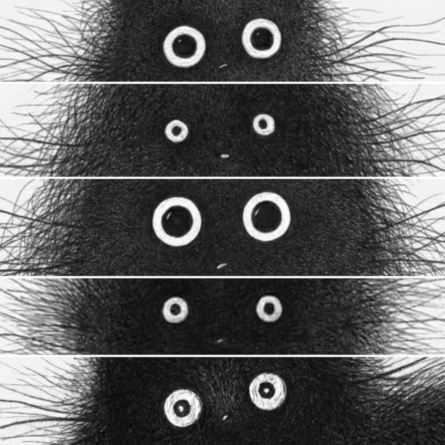 Artist Draws Obscure But Adorable Creatures From Hundreds Of Hatched ...