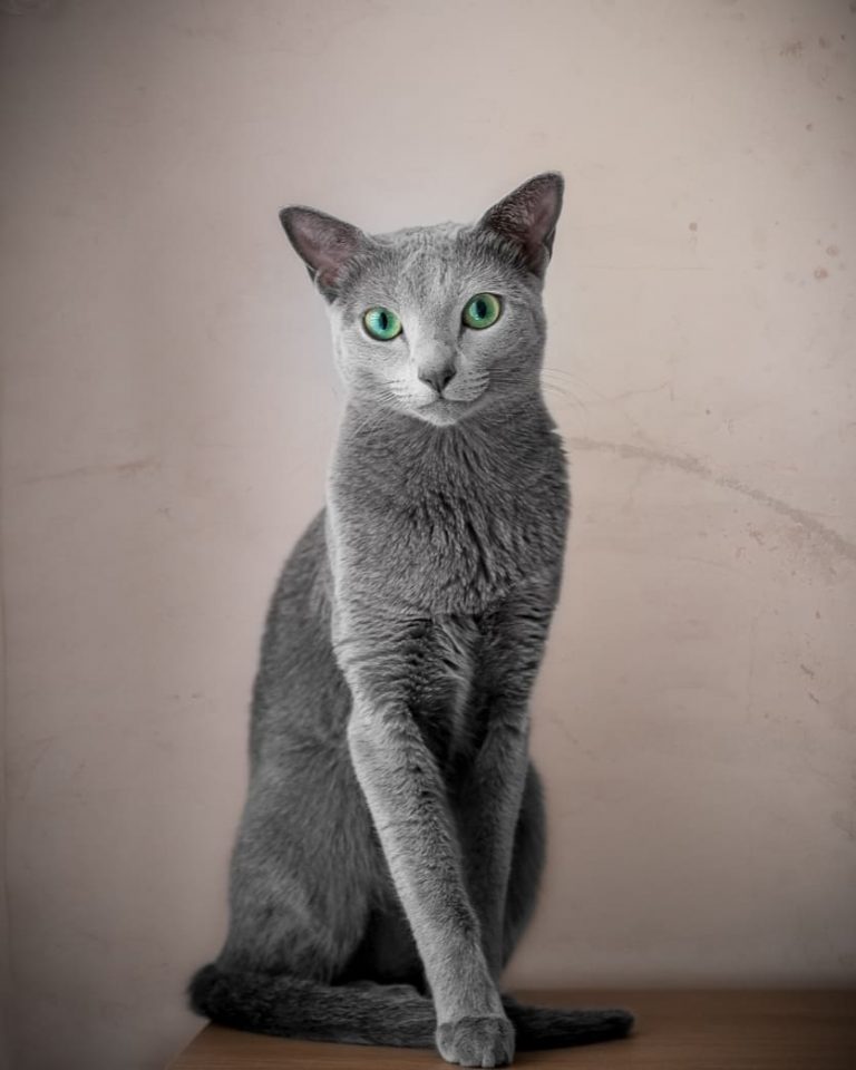 Xafi And Auri Are Two Russian Blue Cat Sisters With Mesmerizing Green ...
