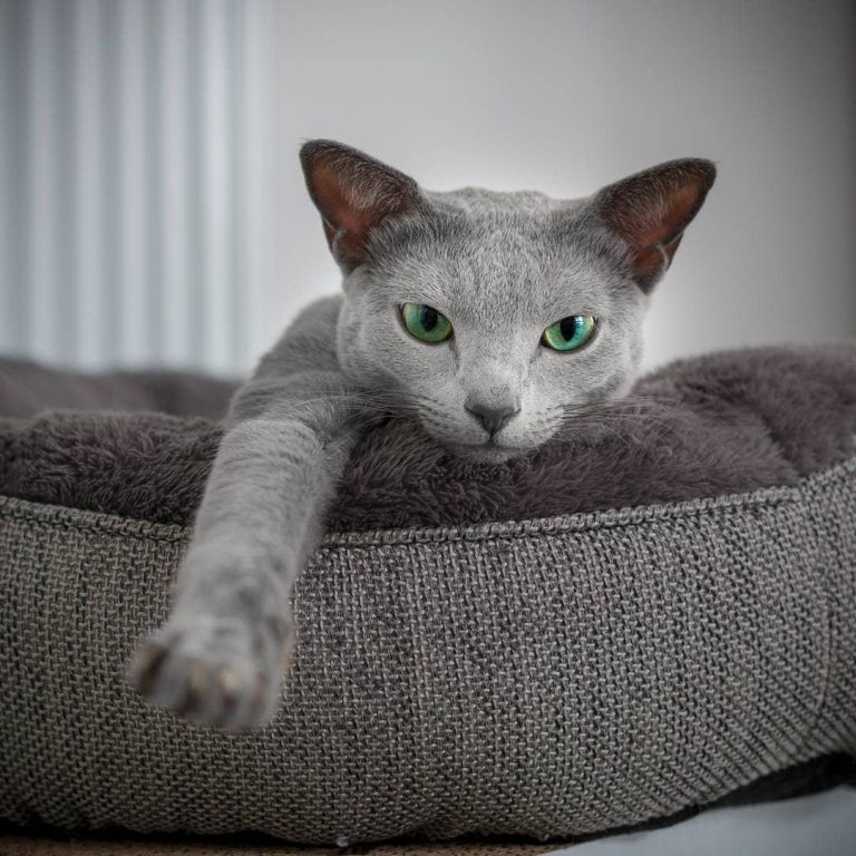 Xafi And Auri Are Two Russian Blue Cat Sisters With Mesmerizing Green ...