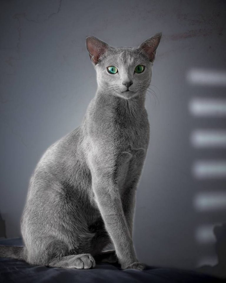 Xafi And Auri Are Two Russian Blue Cat Sisters With Mesmerizing Green ...