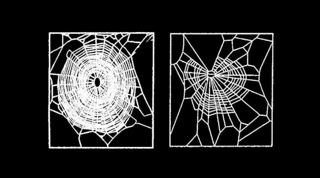 NASA Once Fed Spiders Drugs And Then Watched As The Stoned Bugs Made ...