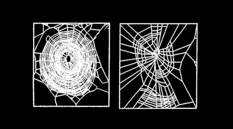 NASA Once Fed Spiders Drugs And Then Watched As The Stoned Bugs Made ...