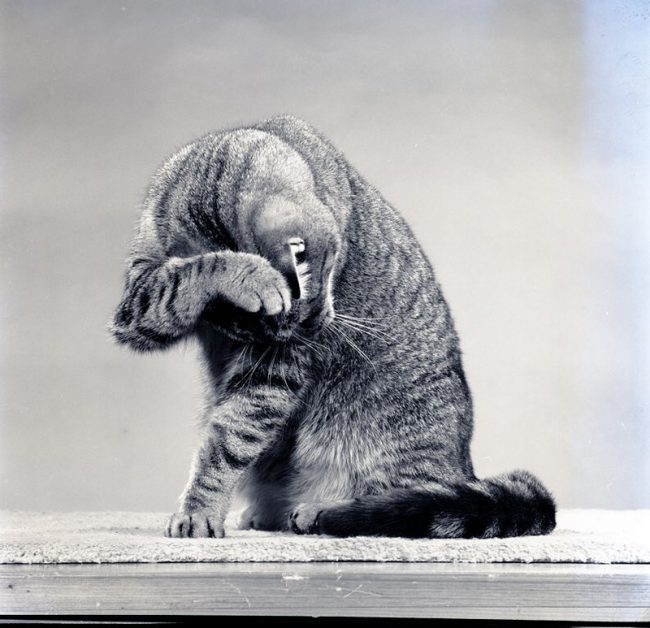 “The Cat Whisperer”: Walter Chandoha, The Photographer Who Popularized ...