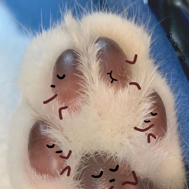 Crack Yourself Up With Sean Charmatz’s Amazing Creations » Design You ...