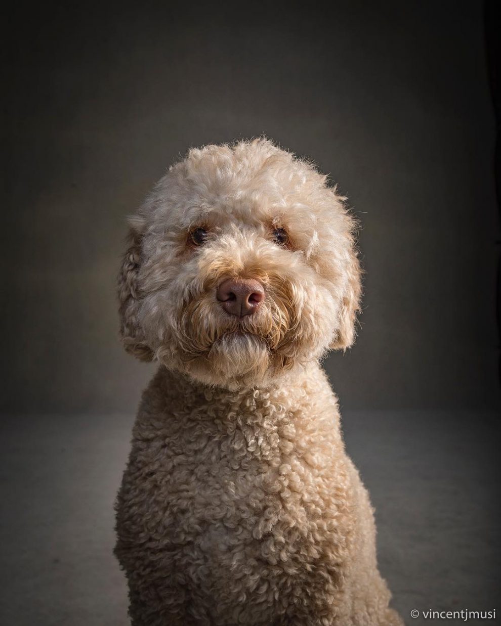 Wildlife Photographer Documents Domestic Dogs In His Book ‘The Year Of ...