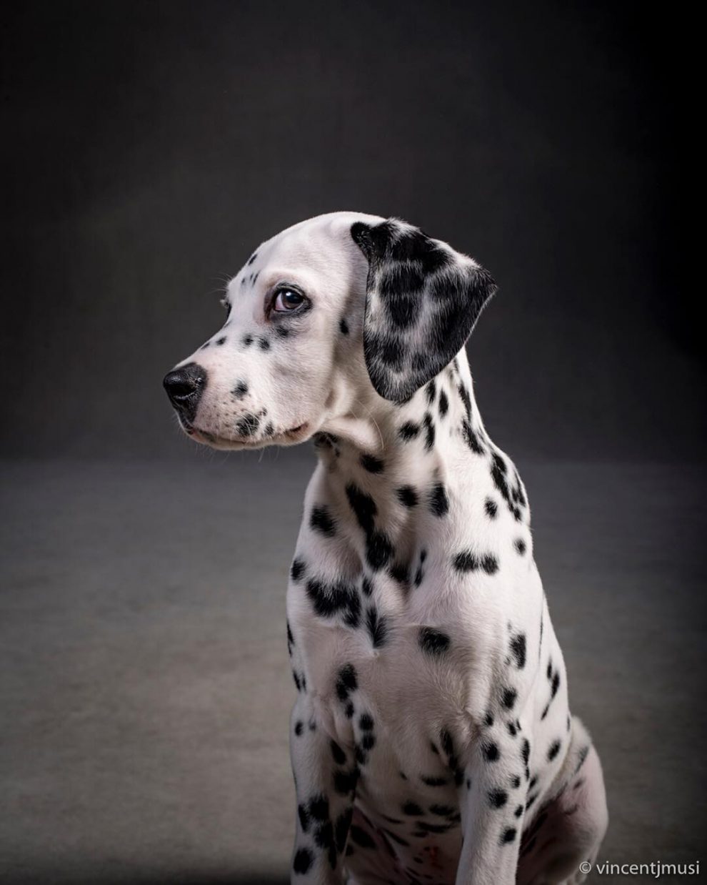 Wildlife Photographer Documents Domestic Dogs In His Book ‘The Year Of ...
