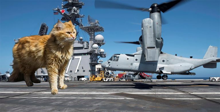 Cats Of War: This Artist Hilariously Combines Military Hardware With ...