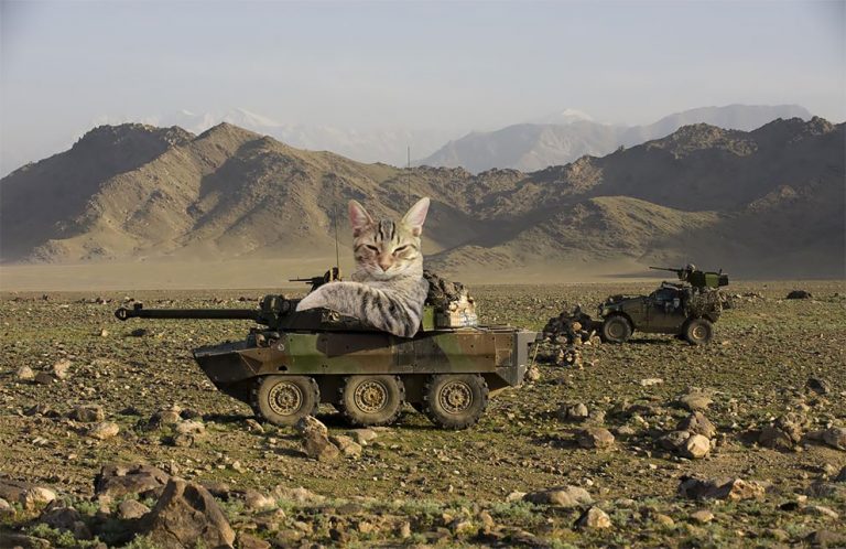 Cats Of War: This Artist Hilariously Combines Military Hardware With ...