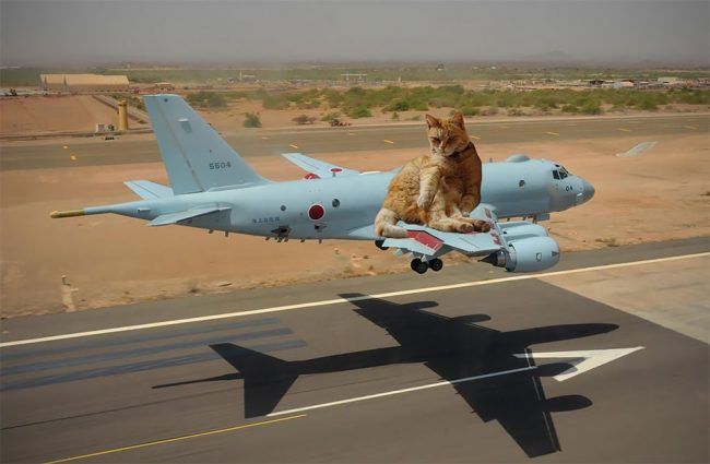 Cats Of War: This Artist Hilariously Combines Military Hardware With ...
